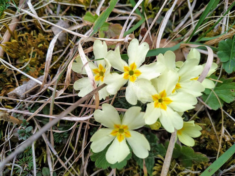White flower stock image. Image of spring, whait, white - 142840463
