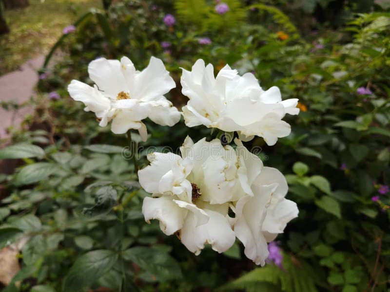 Whait flower love stock photo. Image of love, garden - 139359272