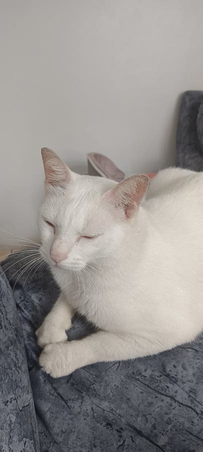 Whaite Cat in Indonesia Jakarta Stock Photo - Image of indonesia ...