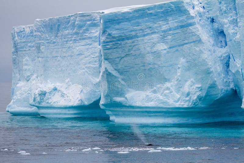 Whale - Antarctic Peninsula - Tabular Iceberg in Bransfield Strait ... Whale - Antarctic Peninsula - Tabular Iceberg in Bransfield Strait ...