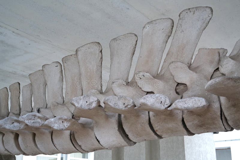 Whale bones. Whale spine stock image. Image of mammal - 339564617