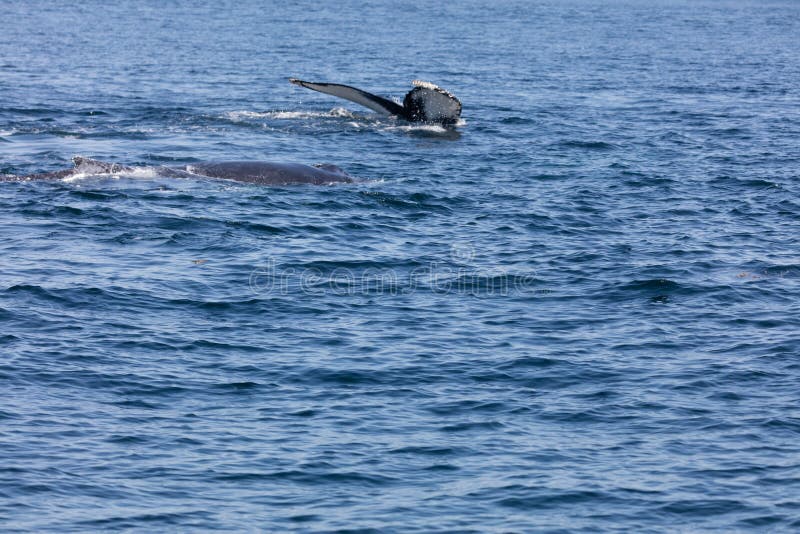 Whale, cape cod stock image. Image of baleen, wildlife - 182838357
