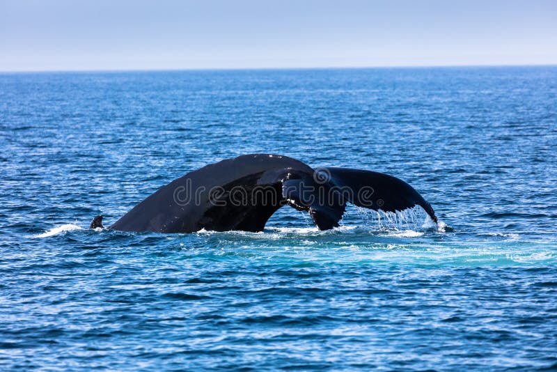 Whale, cape cod stock photo. Image of cape, ecology - 187622162