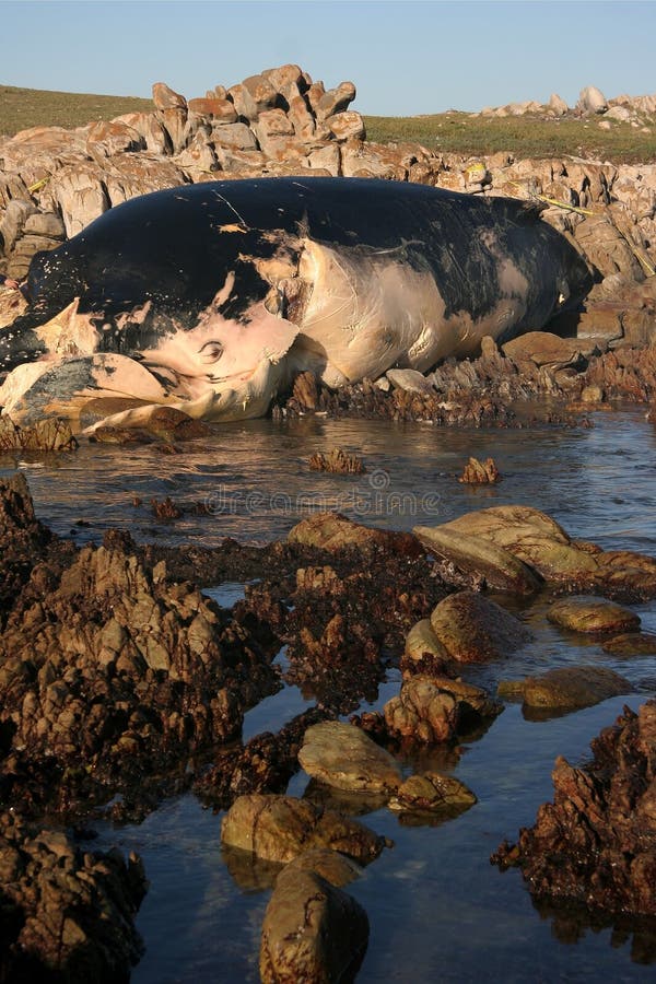 Whale carcass stock image. Image of fish, creature, blue - 10316391