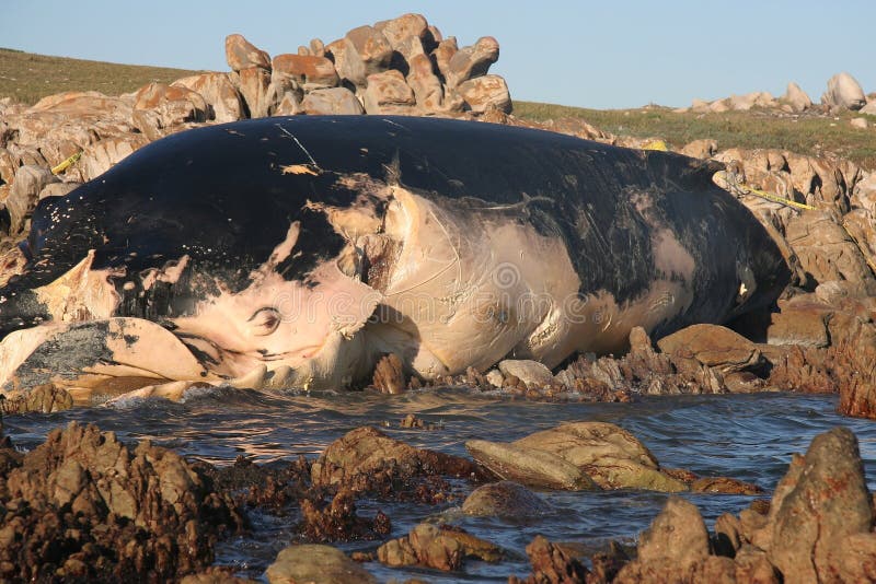 Whale Carcass Beached stock image. Image of blubber, black - 10352545