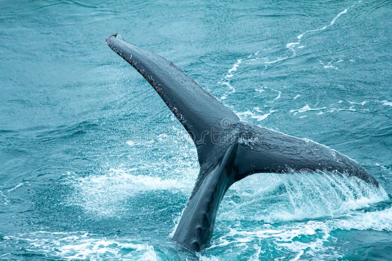 Whale fin ocean stock image. Image of diving, wild, blue - 188985591