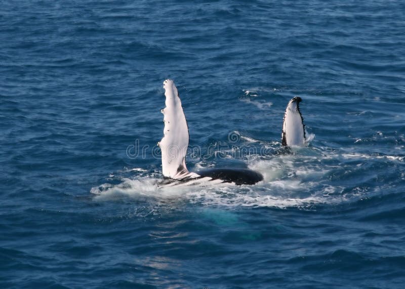 Whale Flippers stock image. Image of life, humpback, marine - 6040689