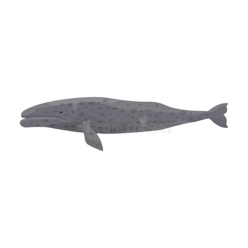Whale Gray Vector Icon.Cartoon Vector Icon Isolated on White Background ...