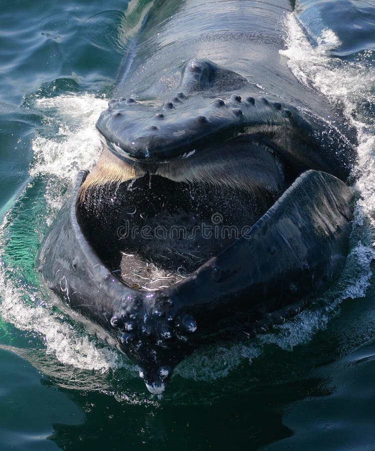 Whale and her lunch stock photo. Image of blue, lunch - 21261382