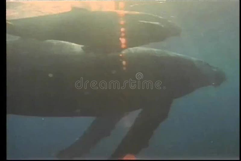 People Swimming Ocean Stock Footage & Videos - 15,762 Stock Videos