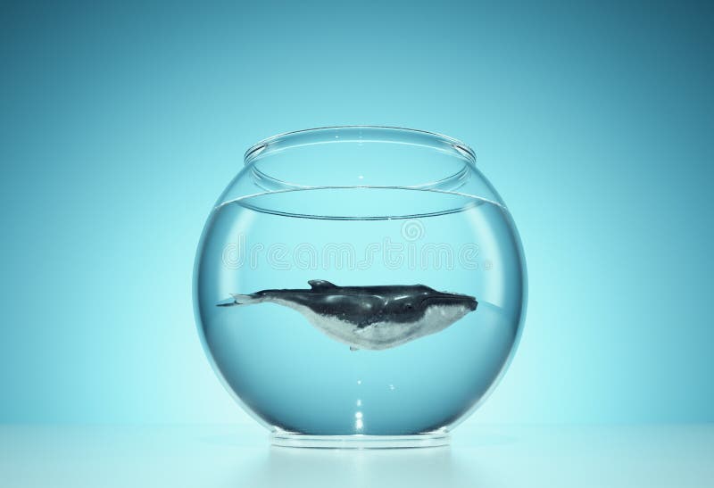 Whale inside a fish bowl stock illustration. Illustration of inside ...
