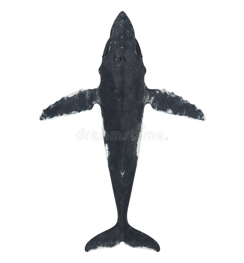 Whale Isolated (top view) stock illustration. Illustration of whale ...