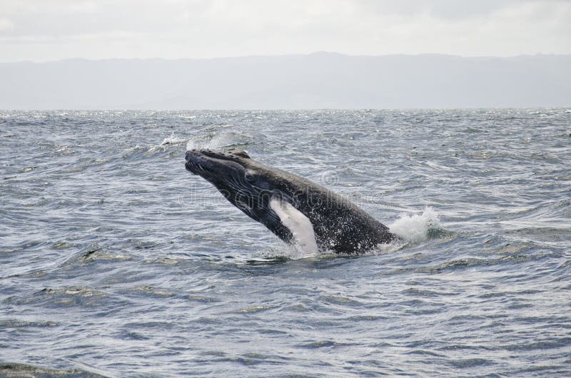 Whale jump stock photo. Image of marine, jumping, mammals - 27471846