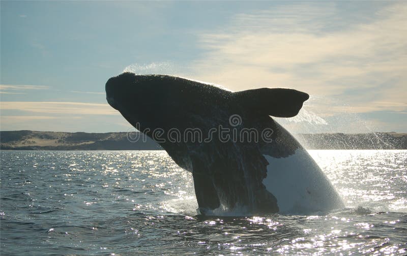 Whale jumping stock photo. Image of piramide, puerto, atlantic - 1345260