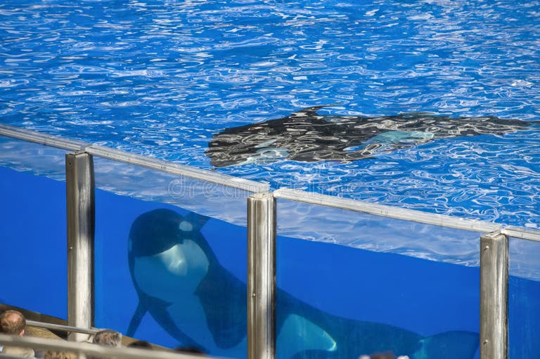 841 Whale Exhibit Drawling Stock Photos - Free & Royalty-Free Stock ...