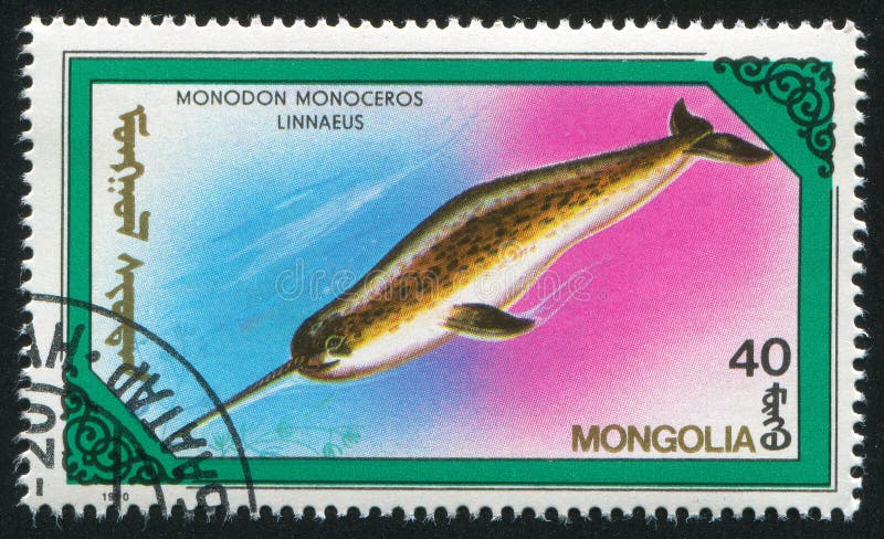 Whale Monodon monoceros editorial stock photo. Image of aged - 232821788