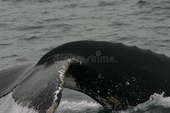 Whale s tale stock photo. Image of tropical, whales, tail - 555368