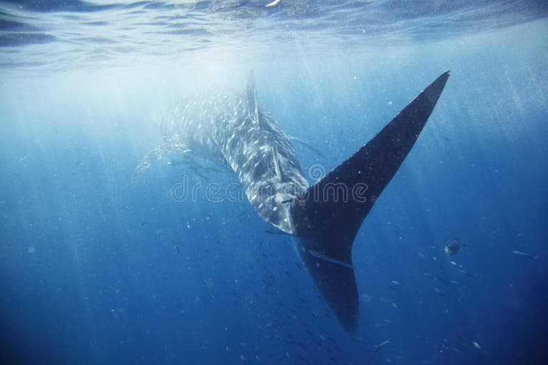 406 Tail Shark Whale Stock Photos - Free & Royalty-Free Stock Photos ...