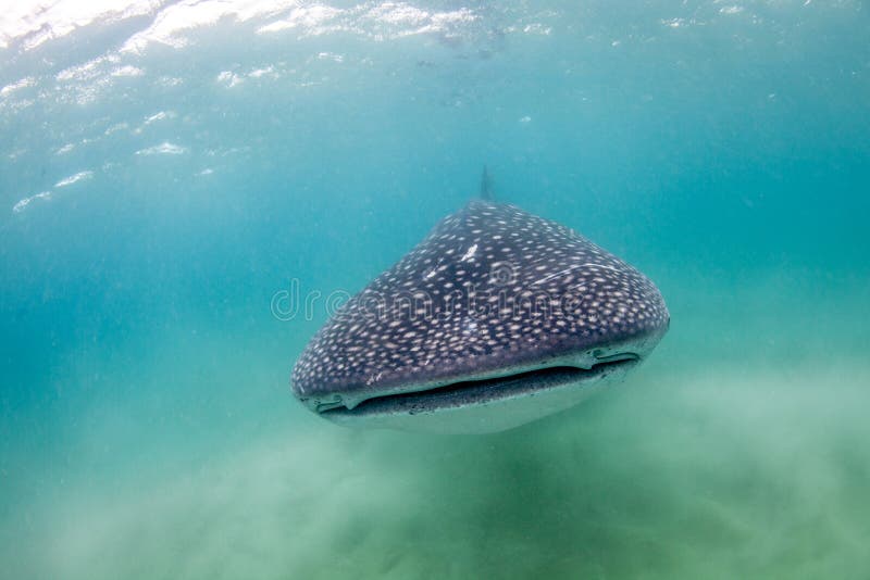 A whale shark approaching stock photo. Image of lips - 69037038