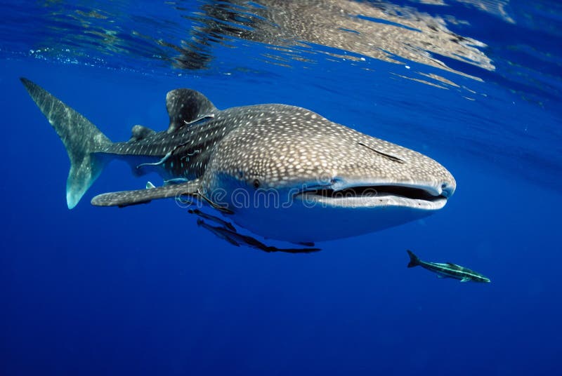 Giant Whale Shark Swimming in a Swarm of Fish Stock Photo - Image of ...