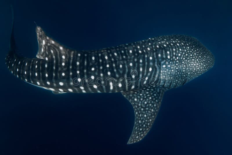 Whale Shark in Deep Ocean. Giant Fish Swimming in Open Ocean Stock ...