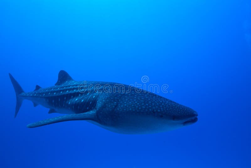Whale shark stock image. Image of close, background, footed - 73093639