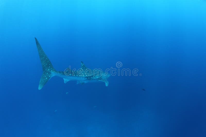Whale Shark in the Red Sea stock image. Image of water - 26104483