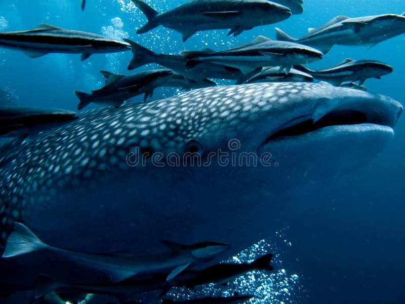 Whale Shark - Rhincodon Typus Stock Image - Image of rhincodon, cave ...