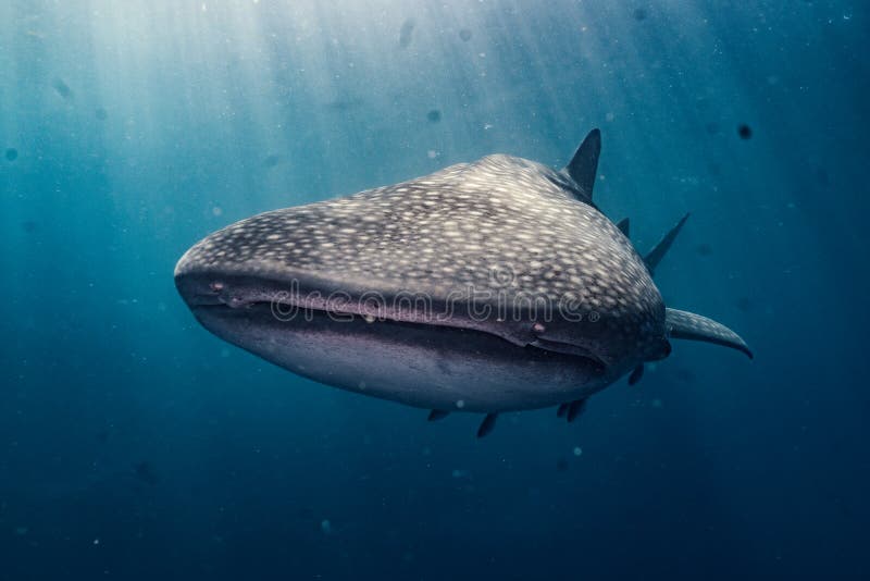 Whale Shark (Rhincodon Typus) in a Deep Ocean Stock Photo - Image of ...