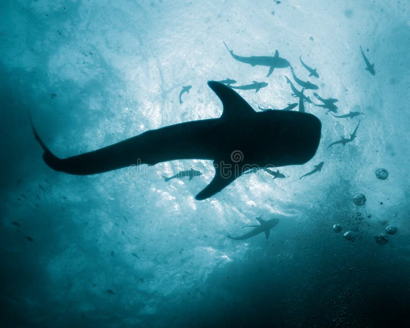 Whale Shark - Rhincodon Typus Stock Image - Image of diving, dive: 31603503