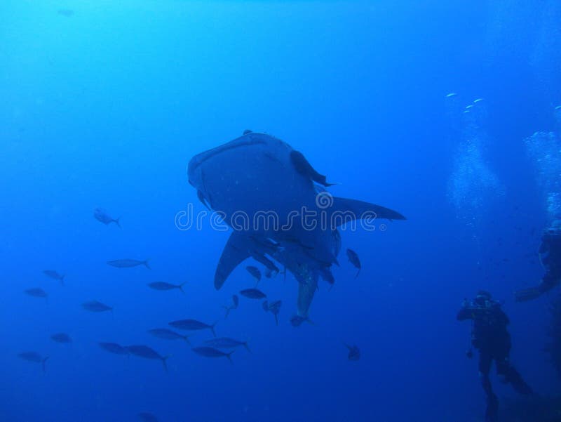 Whale Shark Under the Ocean Stock Image - Image of whale, ocean: 159552985