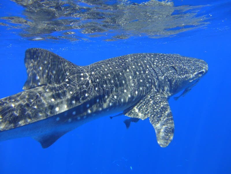 Whale Shark Under the Ocean Stock Photo - Image of shark, ocean: 159552980