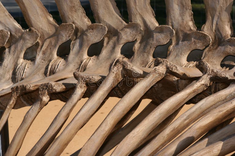 841 Whale Exhibit Drawling Stock Photos - Free & Royalty-Free Stock ...