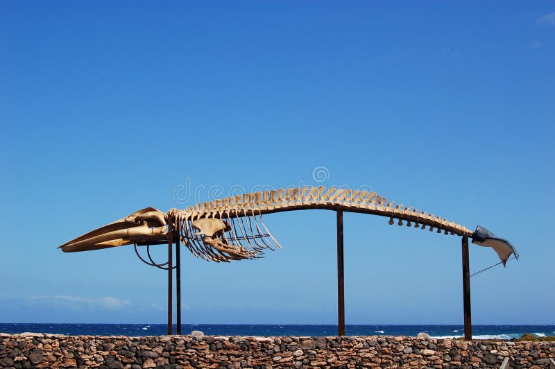 Whale Skeleton in Fuerteventura Spain Stock Photo - Image of islands ...