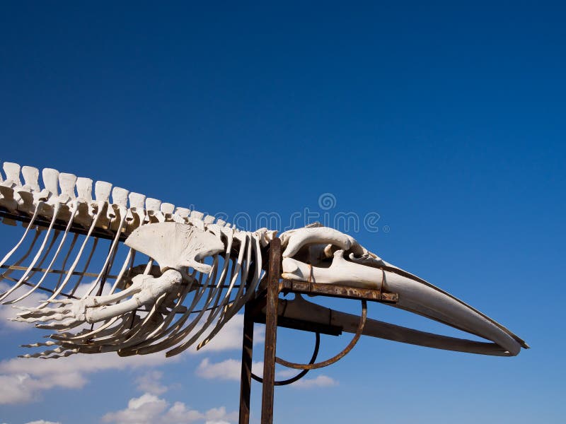Whale Skeleton Fuerteventura Canary Islands Spain Editorial Stock Photo ...