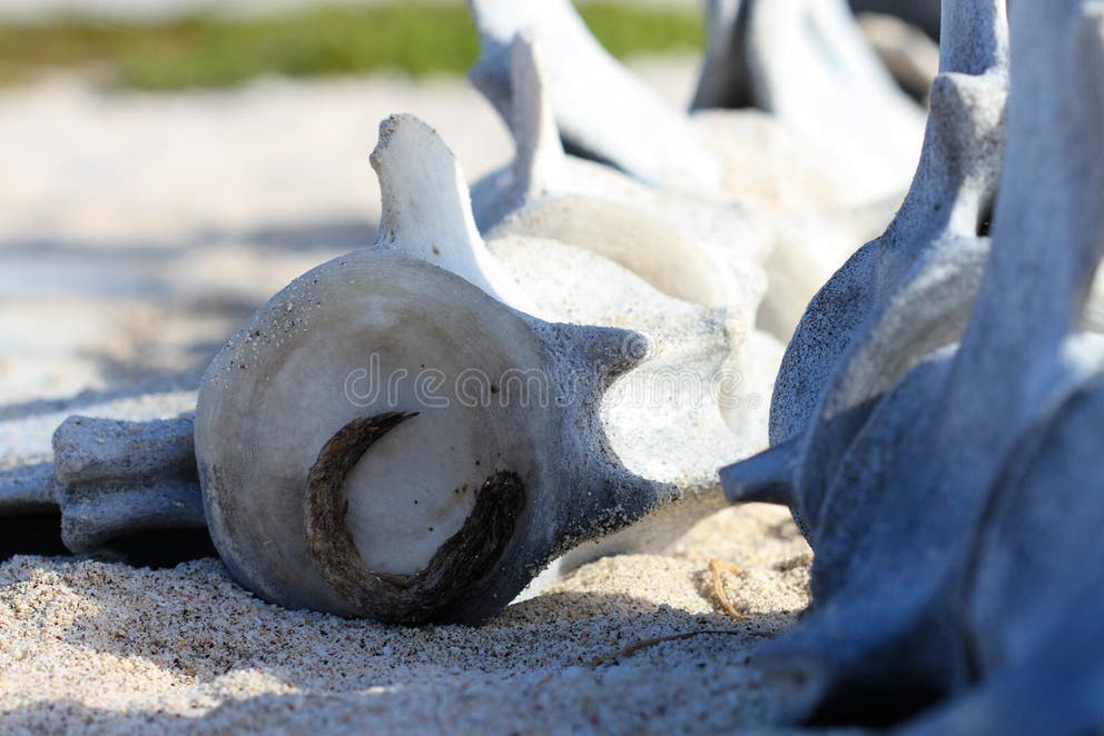 Whale Spine stock photo. Image of bones, whale, white - 37889498