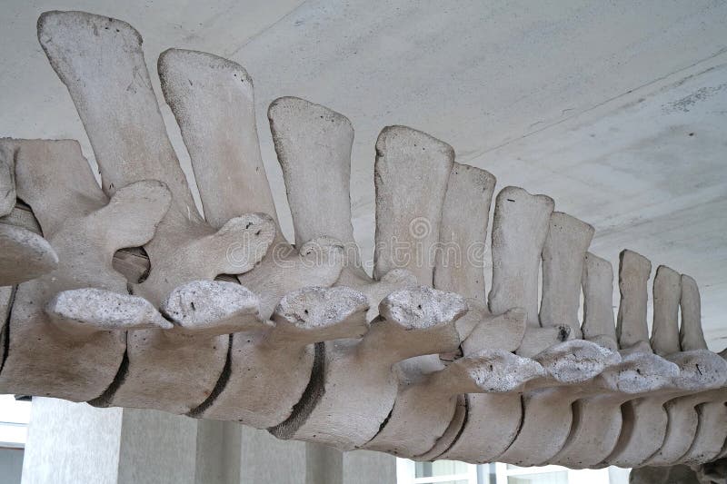Whale spine. Whale bones stock image. Image of calcium - 342178373