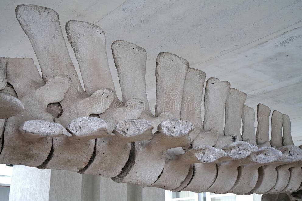 Whale spine. Whale bones stock image. Image of calcium - 342178373