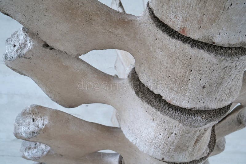 Whale spine. Whale bones stock image. Image of calcium - 339564625