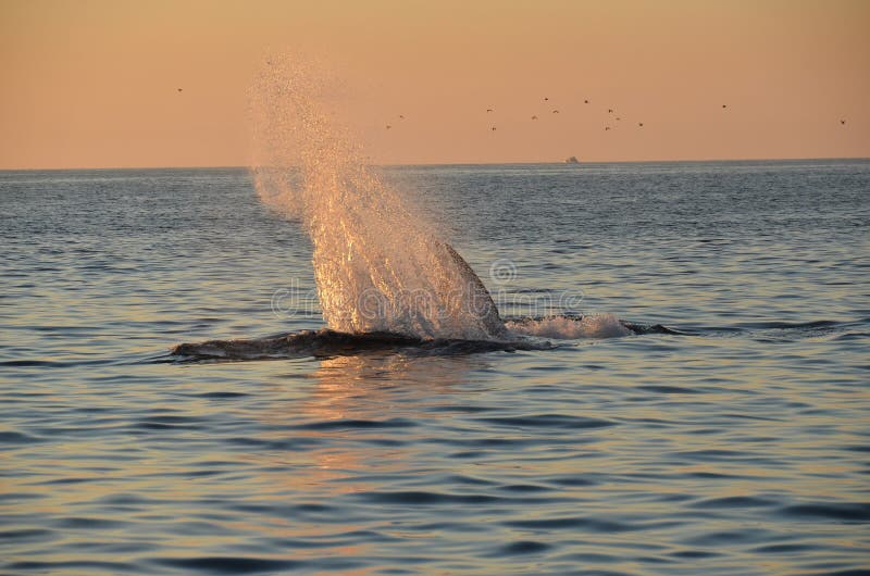 Whale Splash stock photo. Image of humpback, beautiful - 21814190