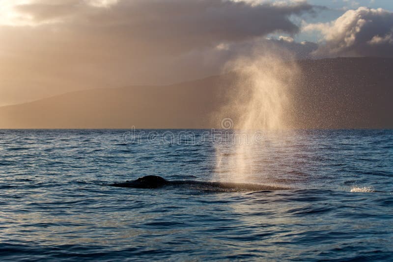 4+ Spout whale Free Stock Photos - StockFreeImages