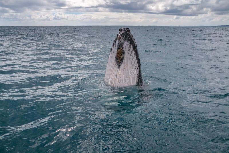 Whale spyhopping stock photo. Image of humpback, hervey - 98538746
