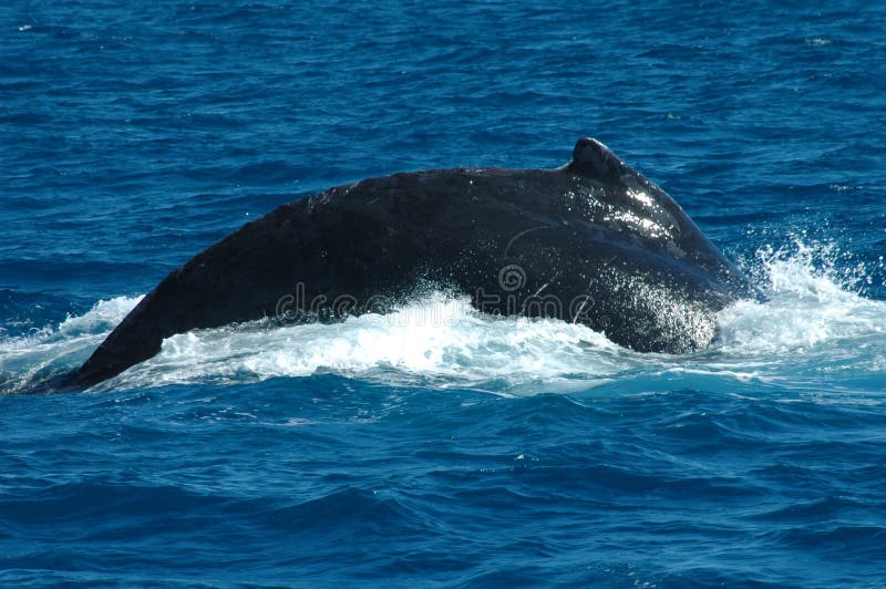 Whale Surfacing stock image. Image of endangered, ocean - 334647