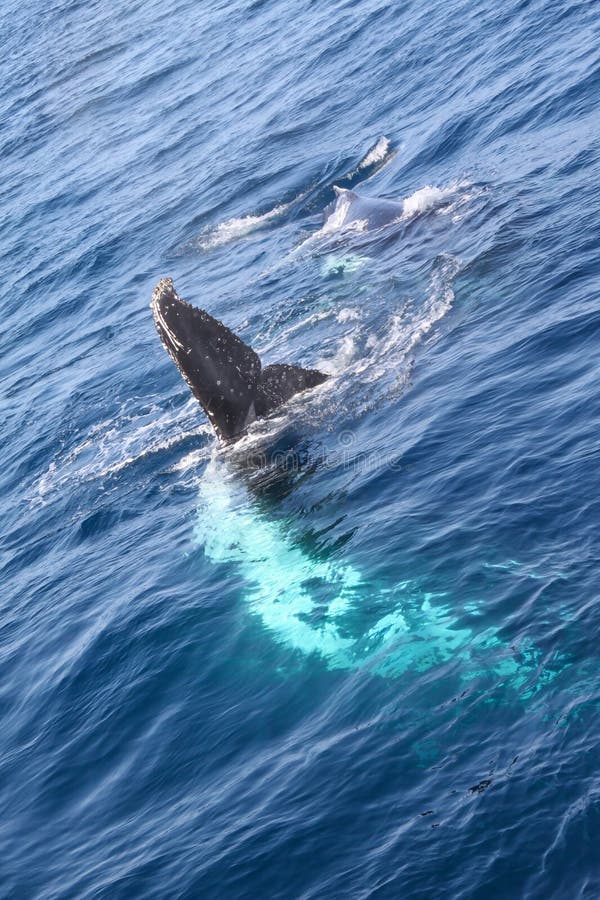 A Whale is Swimming in the Ocean with Its Tail Flapping Stock Photo ...