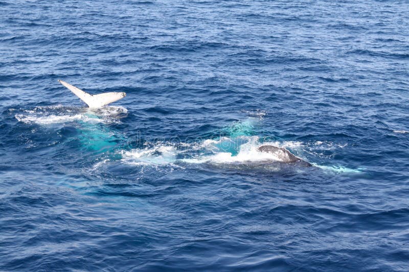 A Whale is Swimming in the Ocean with Its Tail Flapping Stock Image ...