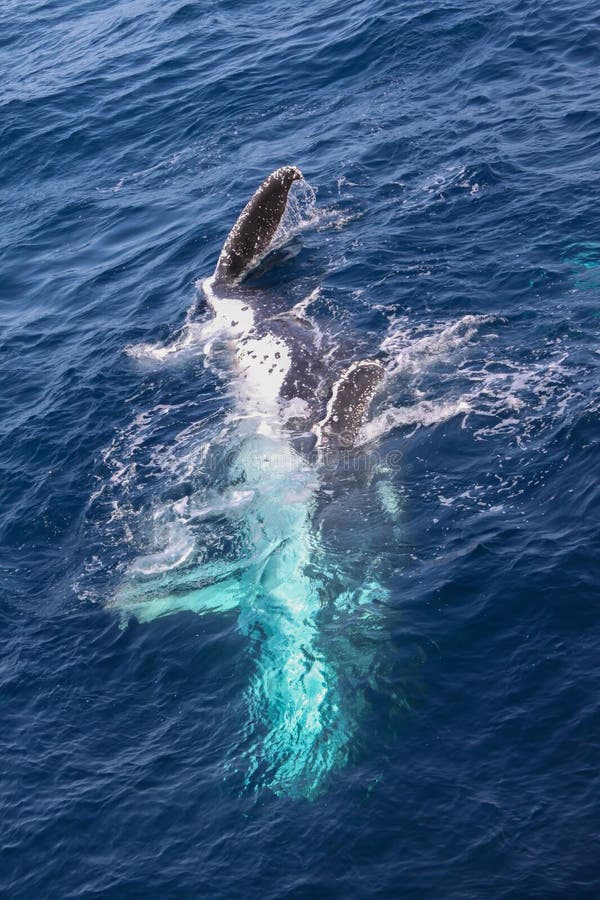 A Whale is Swimming in the Ocean with Its Tail Flapping Stock Image ...