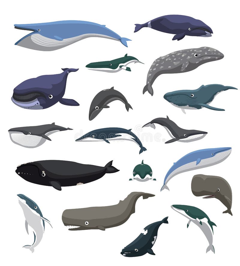 Whale Swimming Poses Set Various Species Cartoon Vector Stock Vector ...