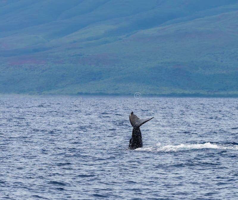 Humpback Whale Tail stock image. Image of pacific, wave - 272033479