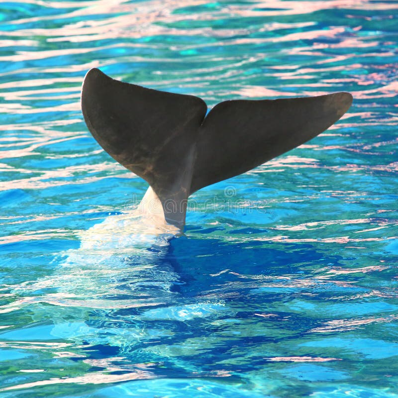 Whale tail diving. stock photo. Image of africa, flipper - 80449996