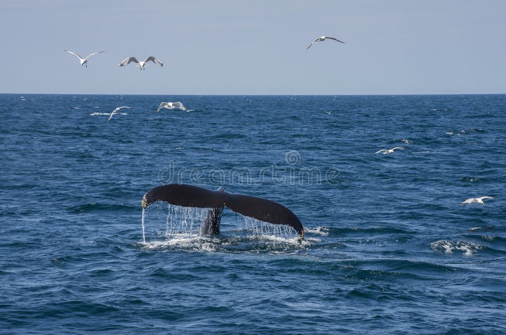 Whale tail and seagulls stock photo. Image of dripping - 48295926